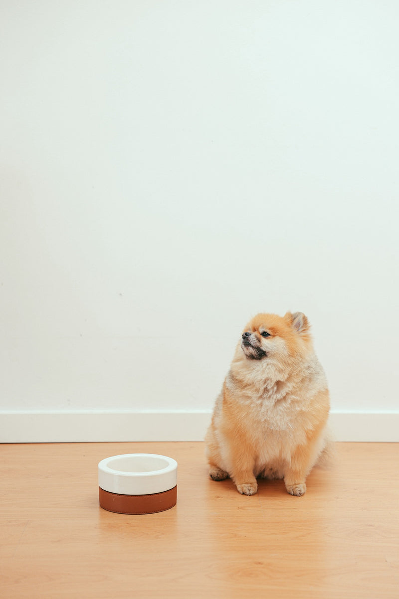 Mini Pomeranian Dog Breed: A Complete Owner's Guide – Paws & Pup