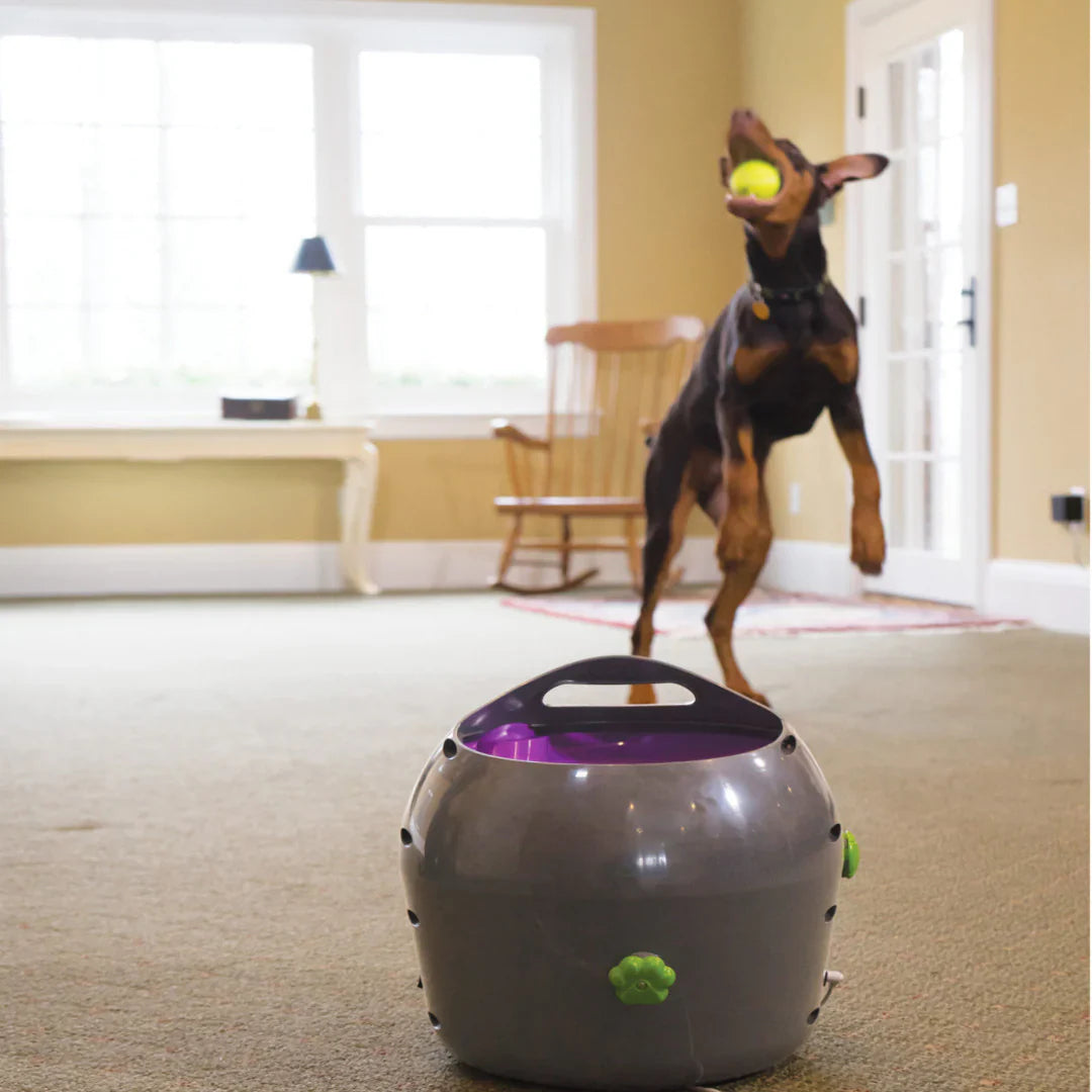 Fetch 2.0 - Save Your Arm With These Automatic Ball Launchers – Paws & Pup